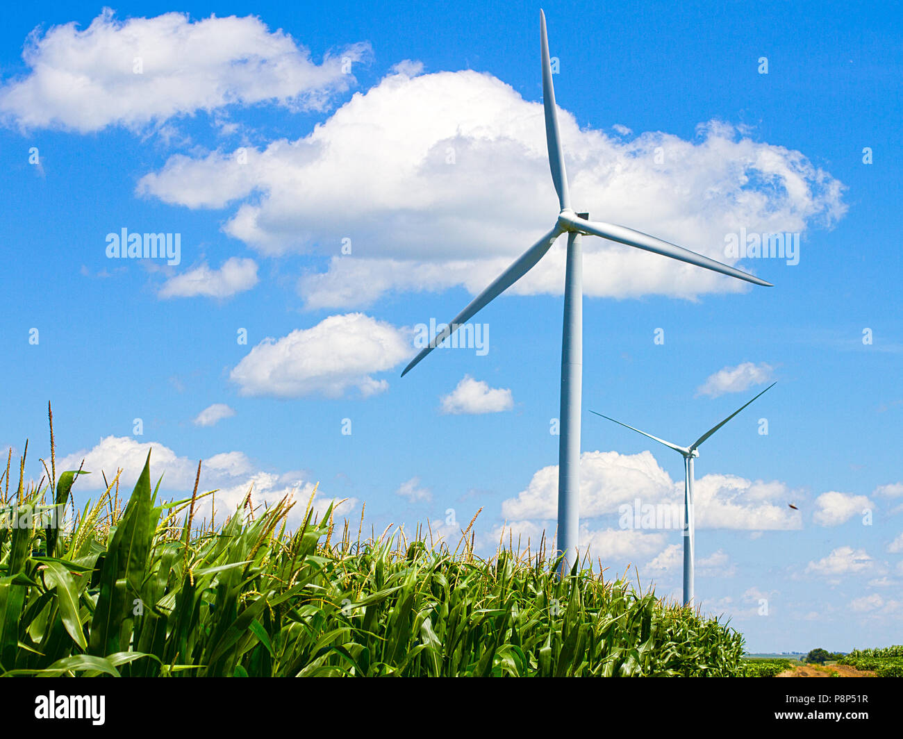 Wind turbines providing clean energy in a corn field Stock Photo - Alamy