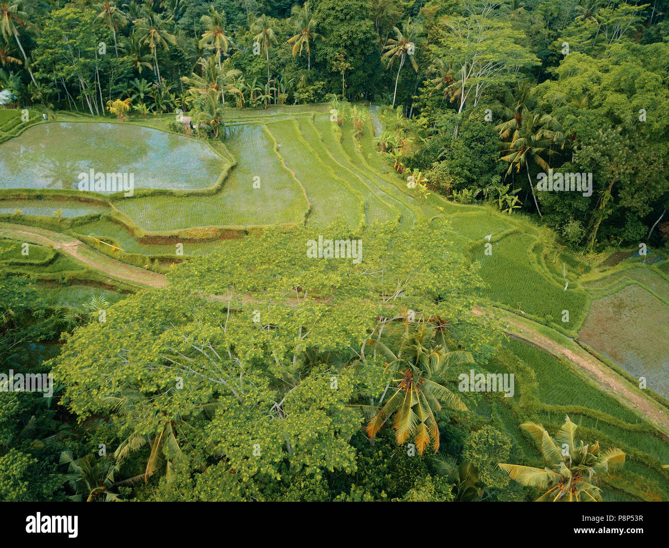 green view of Bali Stock Photo - Alamy