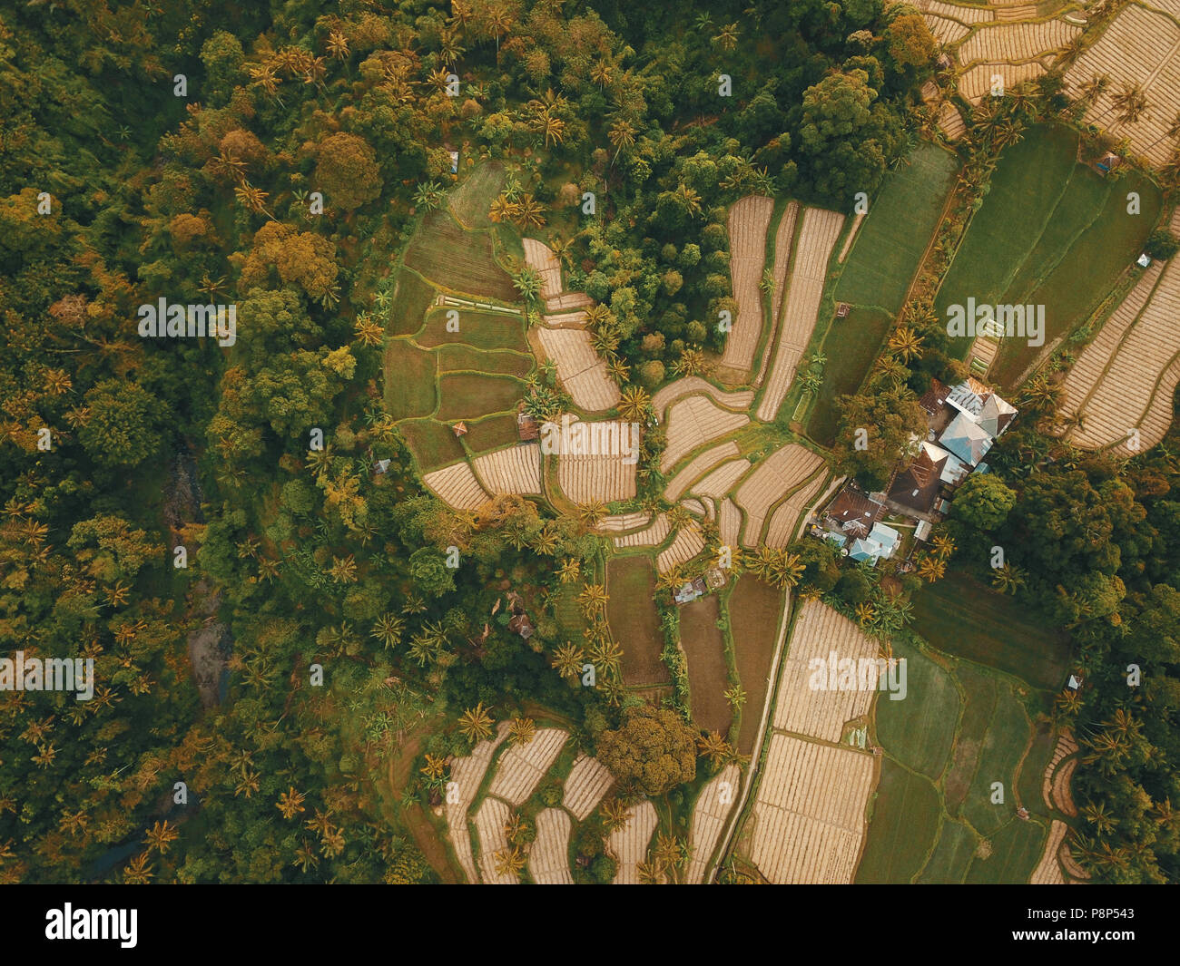 Rice fields view hi-res stock photography and images - Alamy