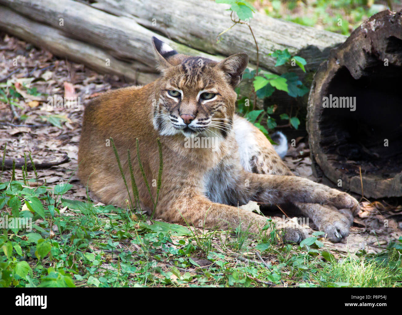 Lynx lynx rufus captive hi-res stock photography and images - Alamy
