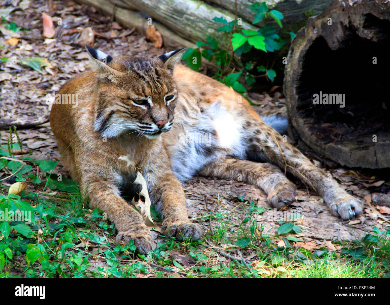 Lynx lynx rufus captive hi-res stock photography and images - Alamy