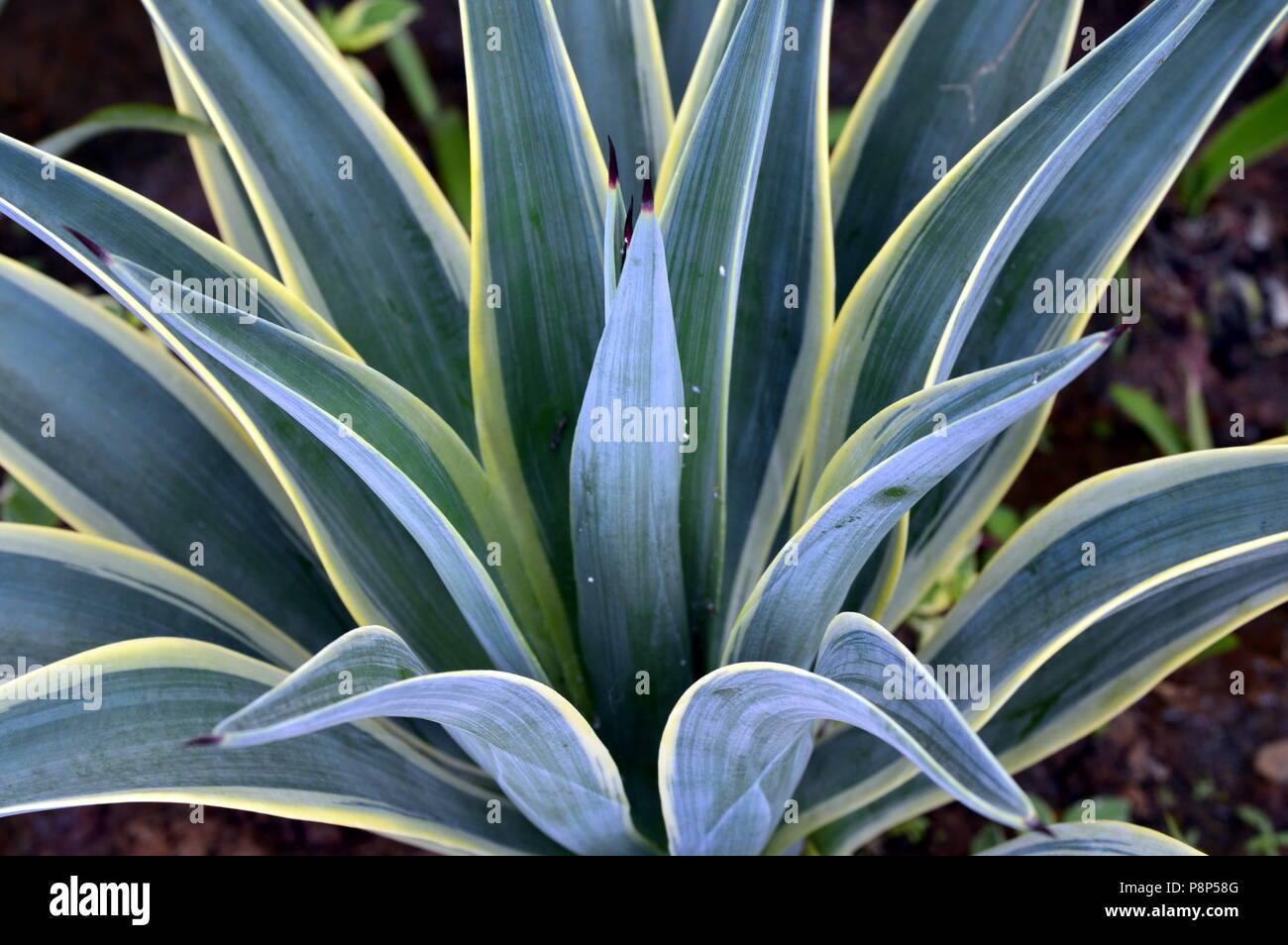 Agavaceae Agave angustifolia, tropical plant Stock Photo - Alamy