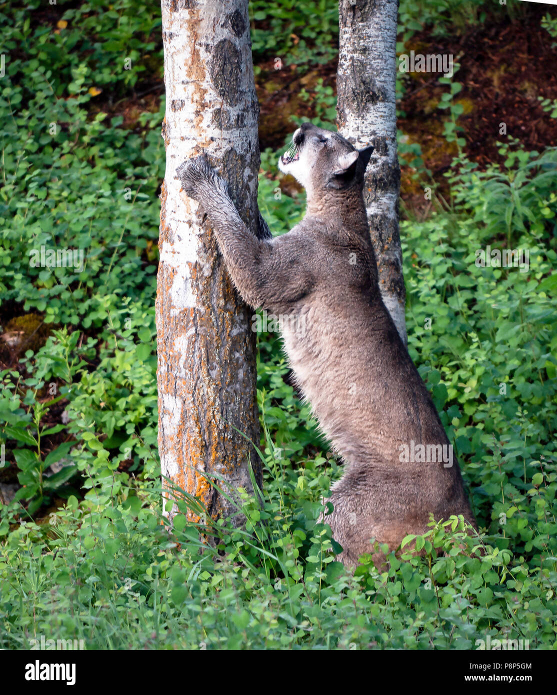 Mountain lion claws hi-res stock photography and images - Alamy