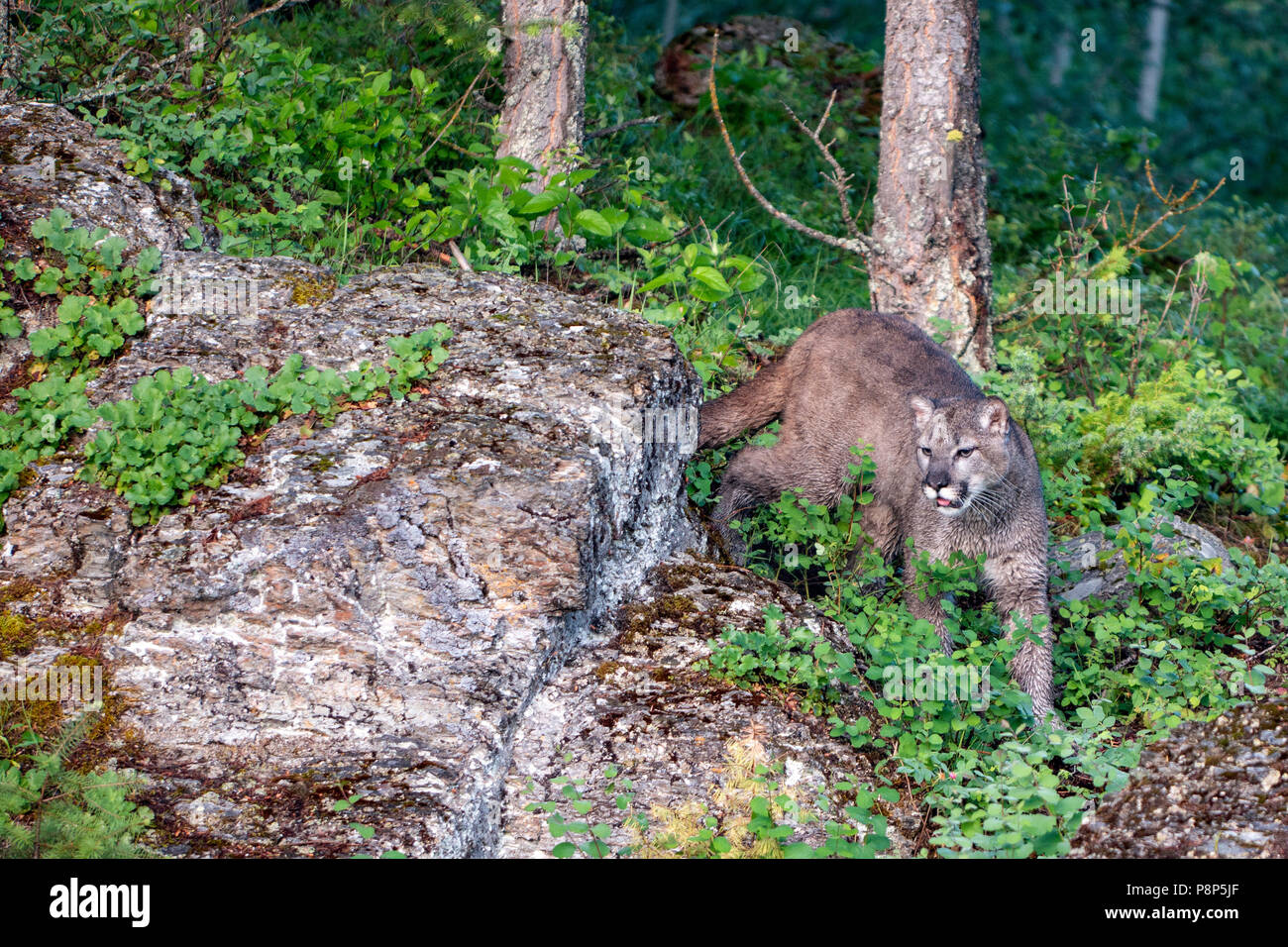 Mountain lion with prey hi-res stock photography and images - Alamy