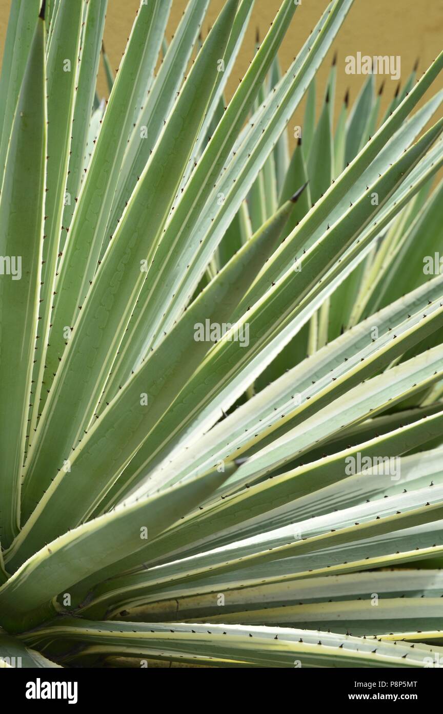 Agavaceae Agave angustifolia, tropical plant Stock Photo - Alamy