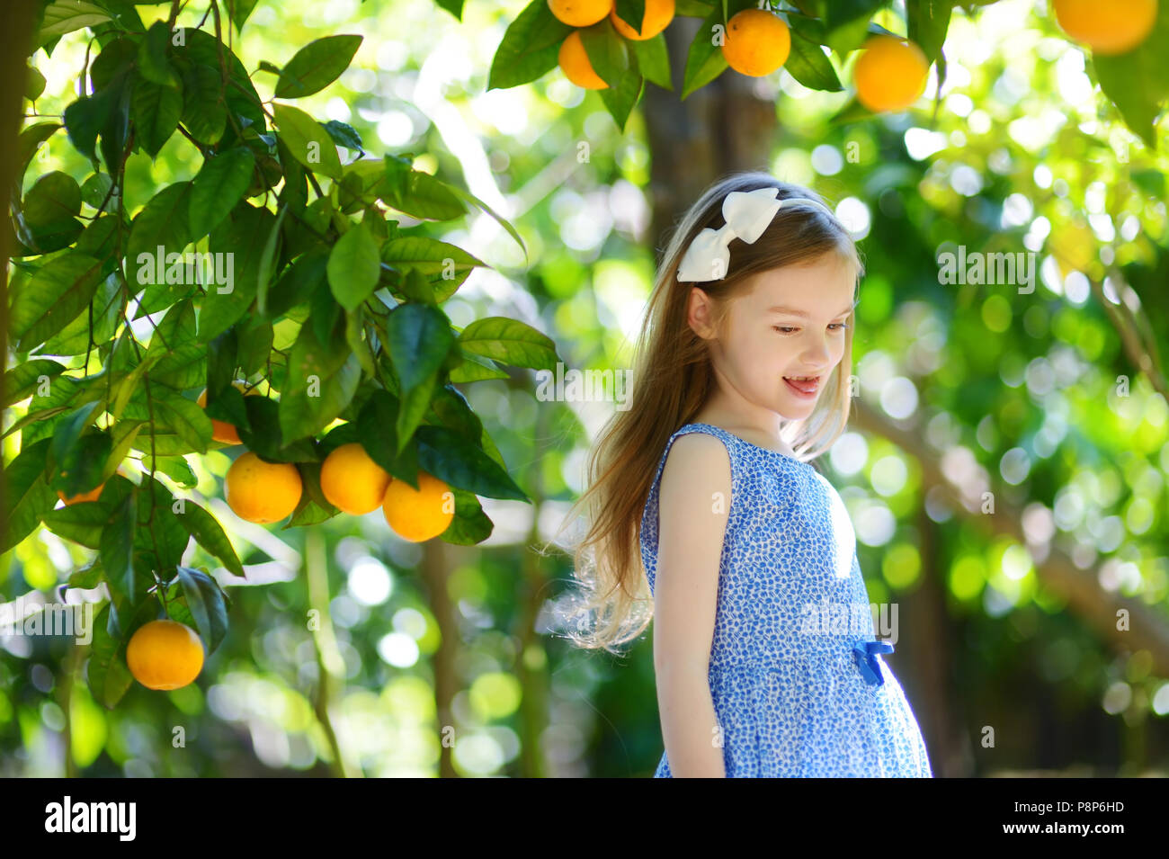 Orange fruit tree hi-res stock photography and images - Alamy