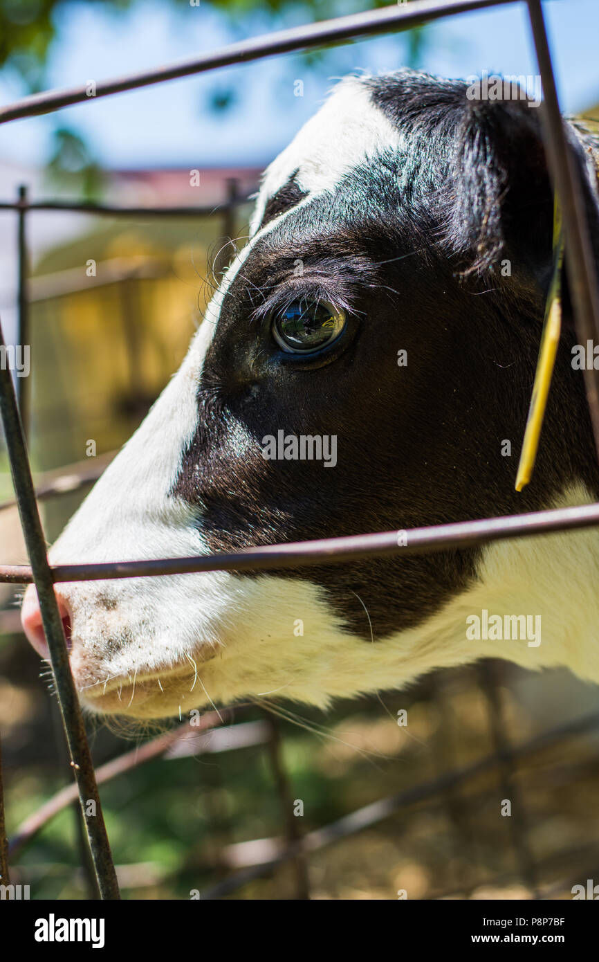 Baby Cows at a Dairy Farm in Central Pennsylvania Stock Photo - Alamy