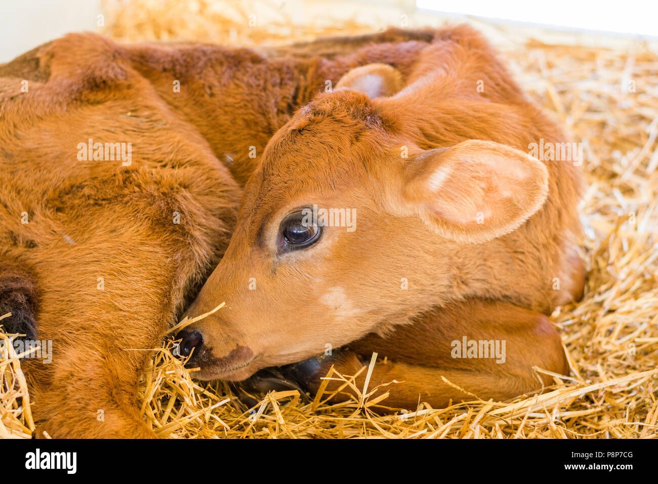 Baby Cows at a Dairy Farm in Central Pennsylvania Stock Photo - Alamy