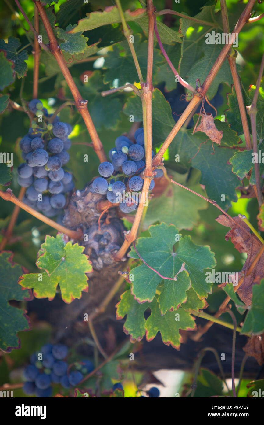 Vibrant red vines hi-res stock photography and images - Alamy
