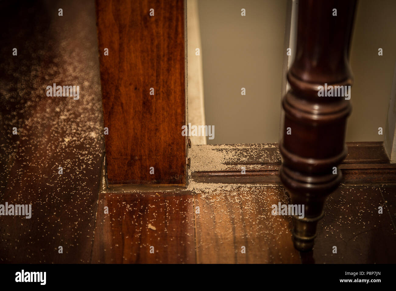 evidence of termites in the house. droppings from banister showing ...