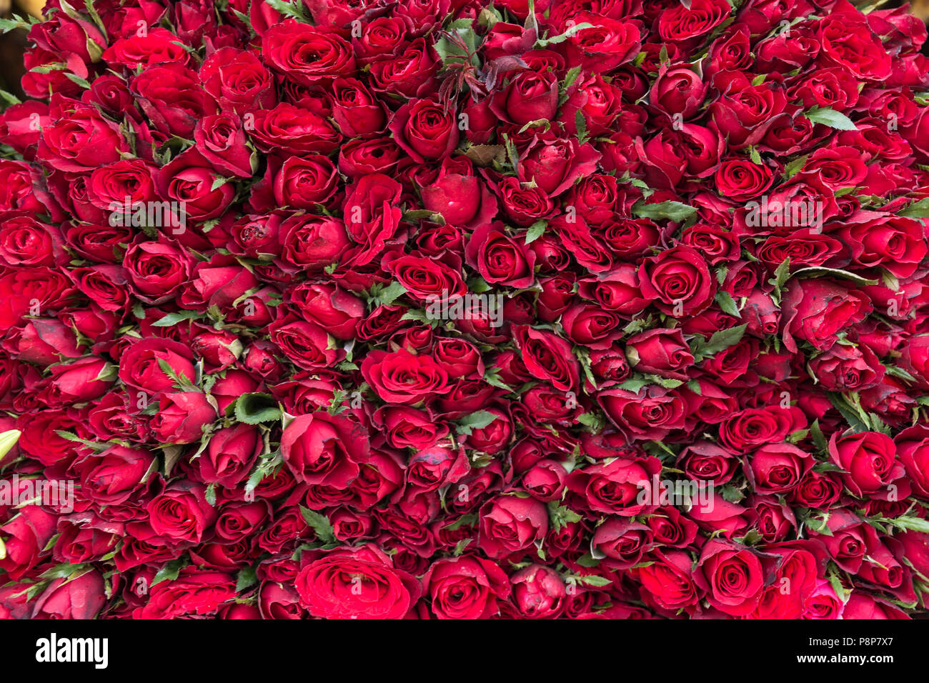 Roses at Kalaw Myoma Market, Myanmar (Burma Stock Photo - Alamy