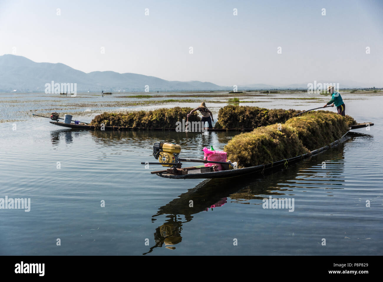 Seaweed Harvesting High Resolution Stock Photography and Images - Alamy