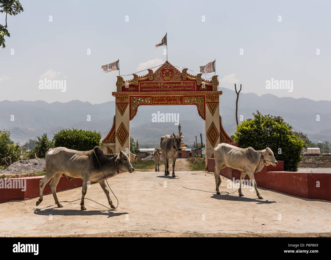 Escaping the bull hi-res stock photography and images - Alamy