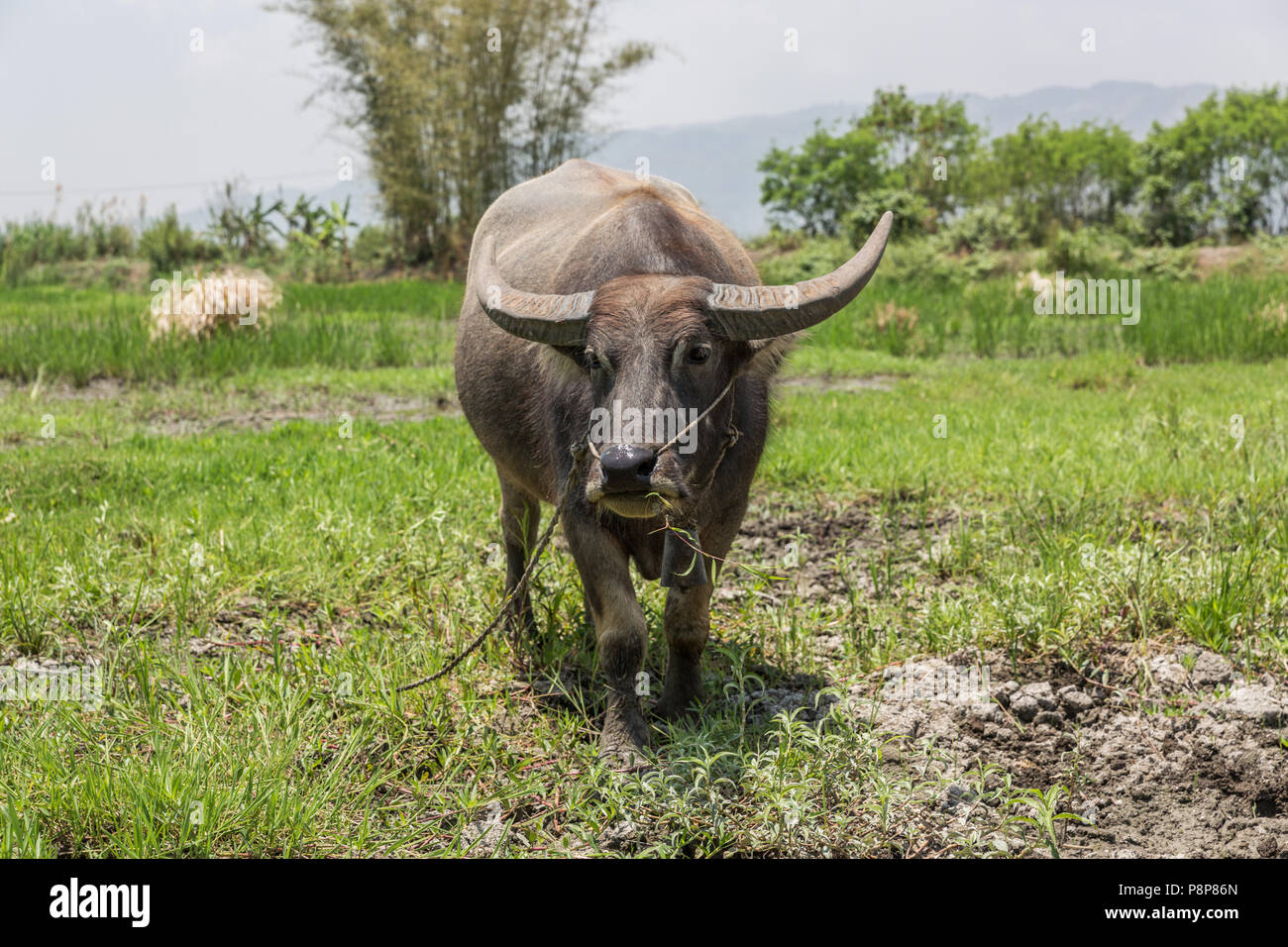 Domestic asian water buffalo (Bubalus bubalison) grazing on a field ...