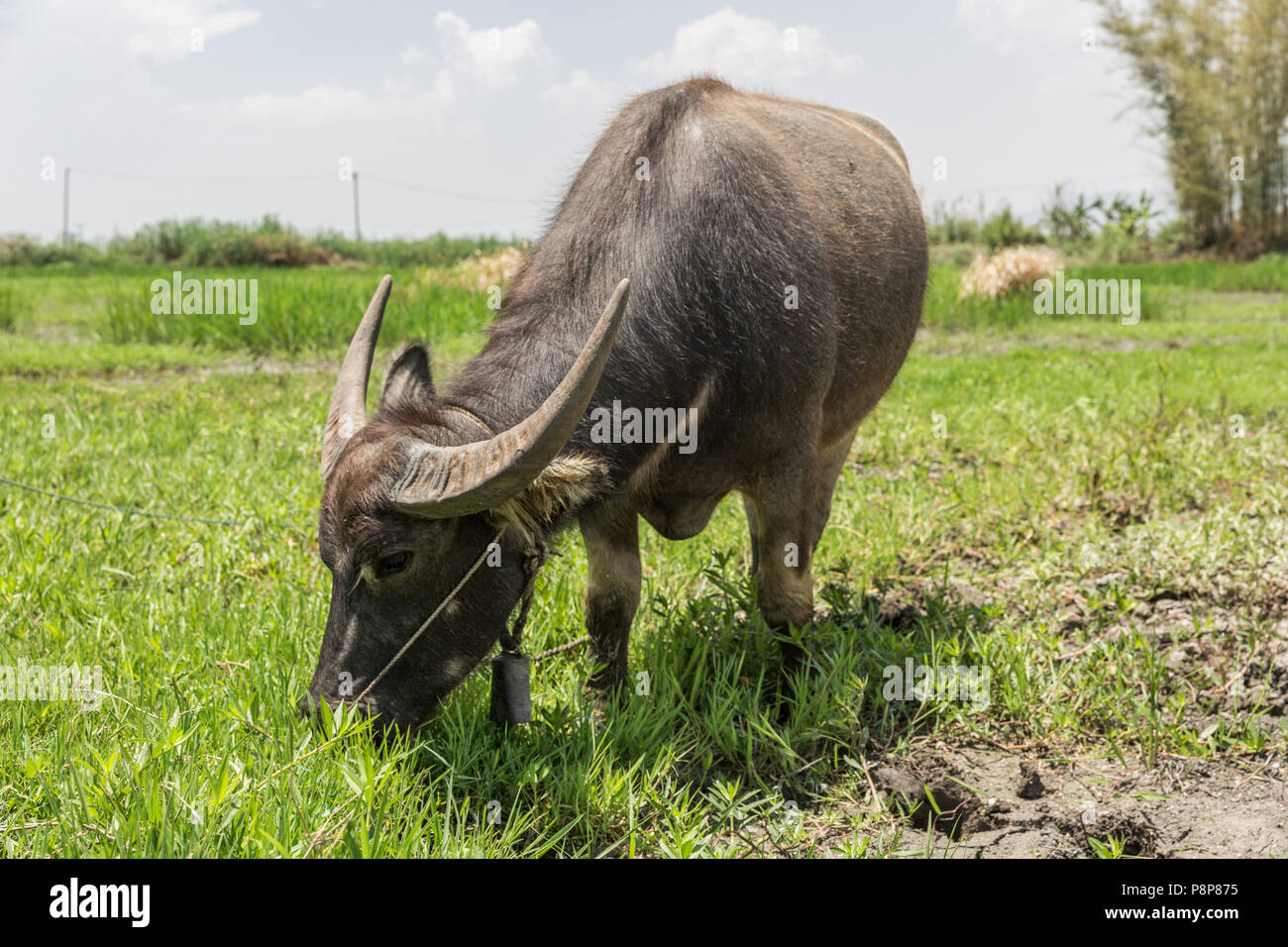 Domestic asian water buffalo (Bubalus bubalison) grazing on a field ...