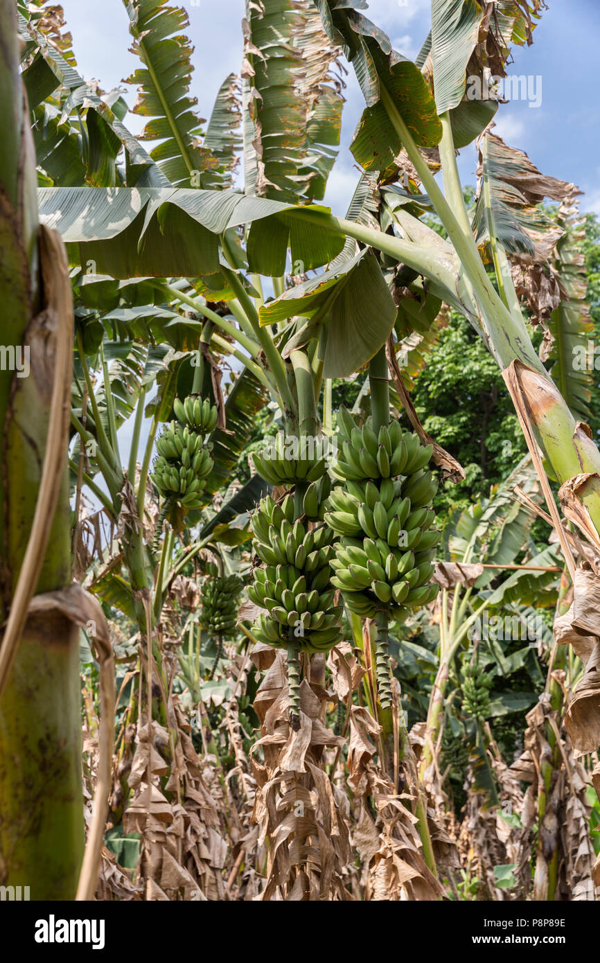 Bananas growing on trees, Hanthawaddy, Myanmar (Burma Stock Photo - Alamy