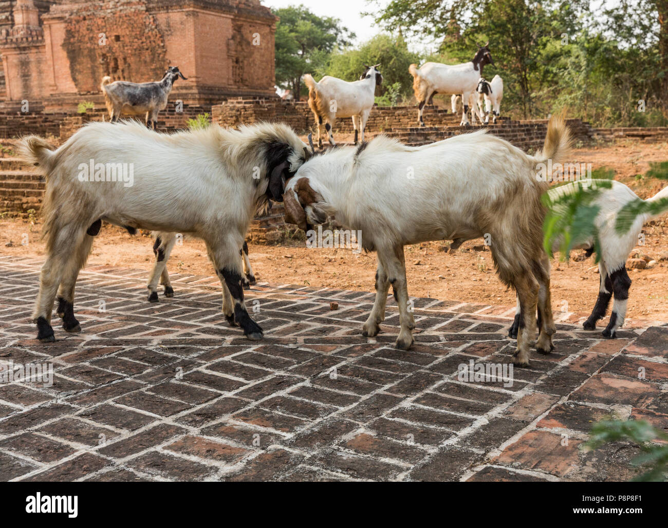 Butting heads hi-res stock photography and images - Alamy
