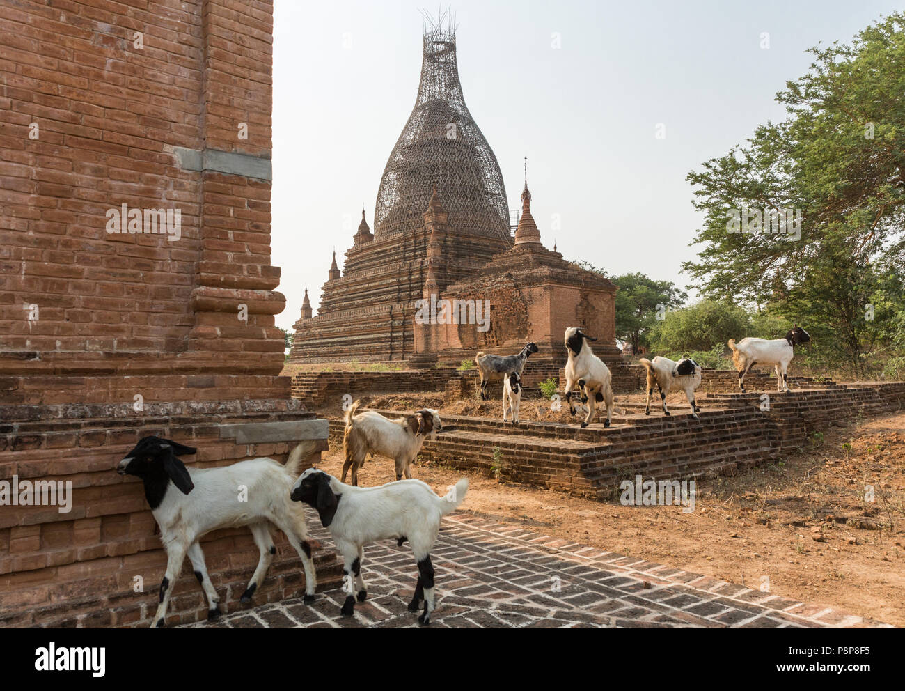 Goats grazing by temple, Bagan, Myanmar (Burma Stock Photo - Alamy