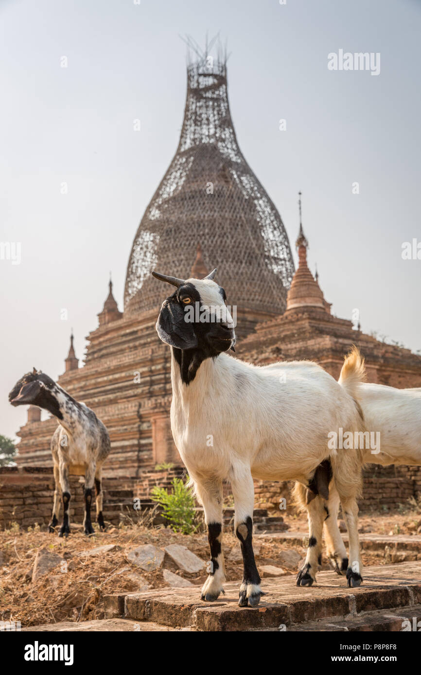Goats standing guard by temple, Bagan, Myanmar (Burma Stock Photo - Alamy