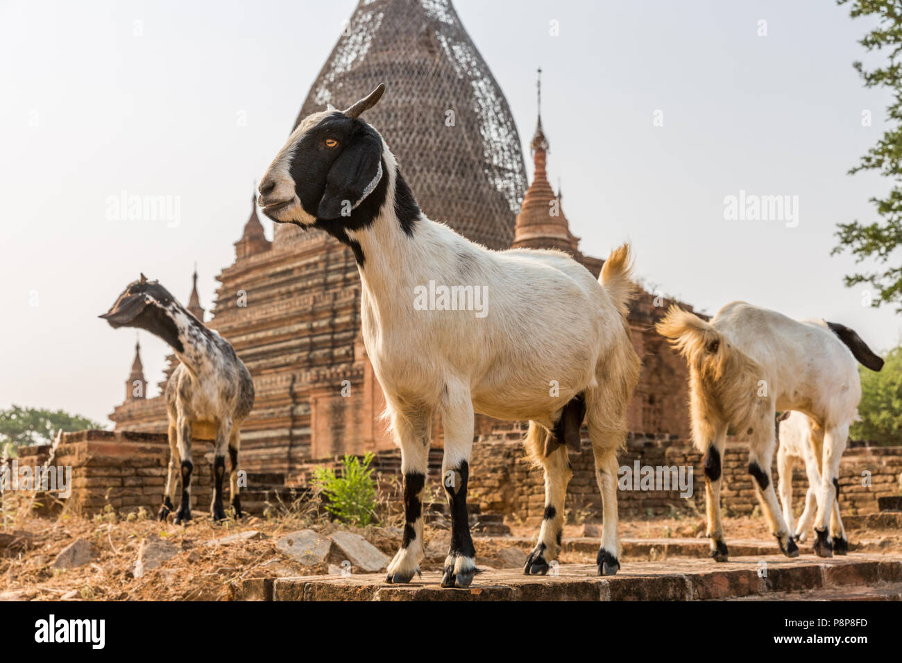 Goats eye hi-res stock photography and images - Alamy