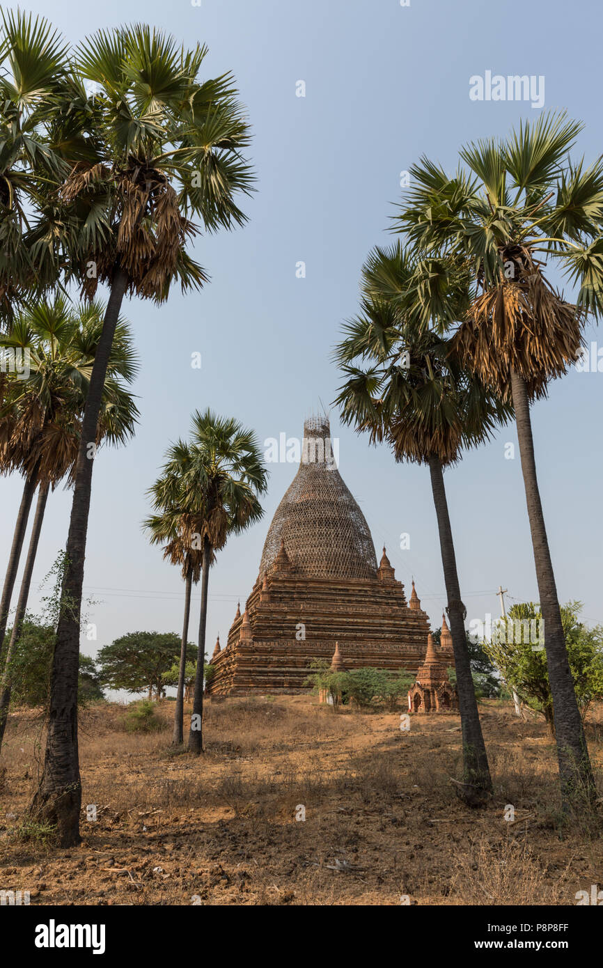 Temple between palm trees, Bagan, Myanmar (Burma Stock Photo - Alamy