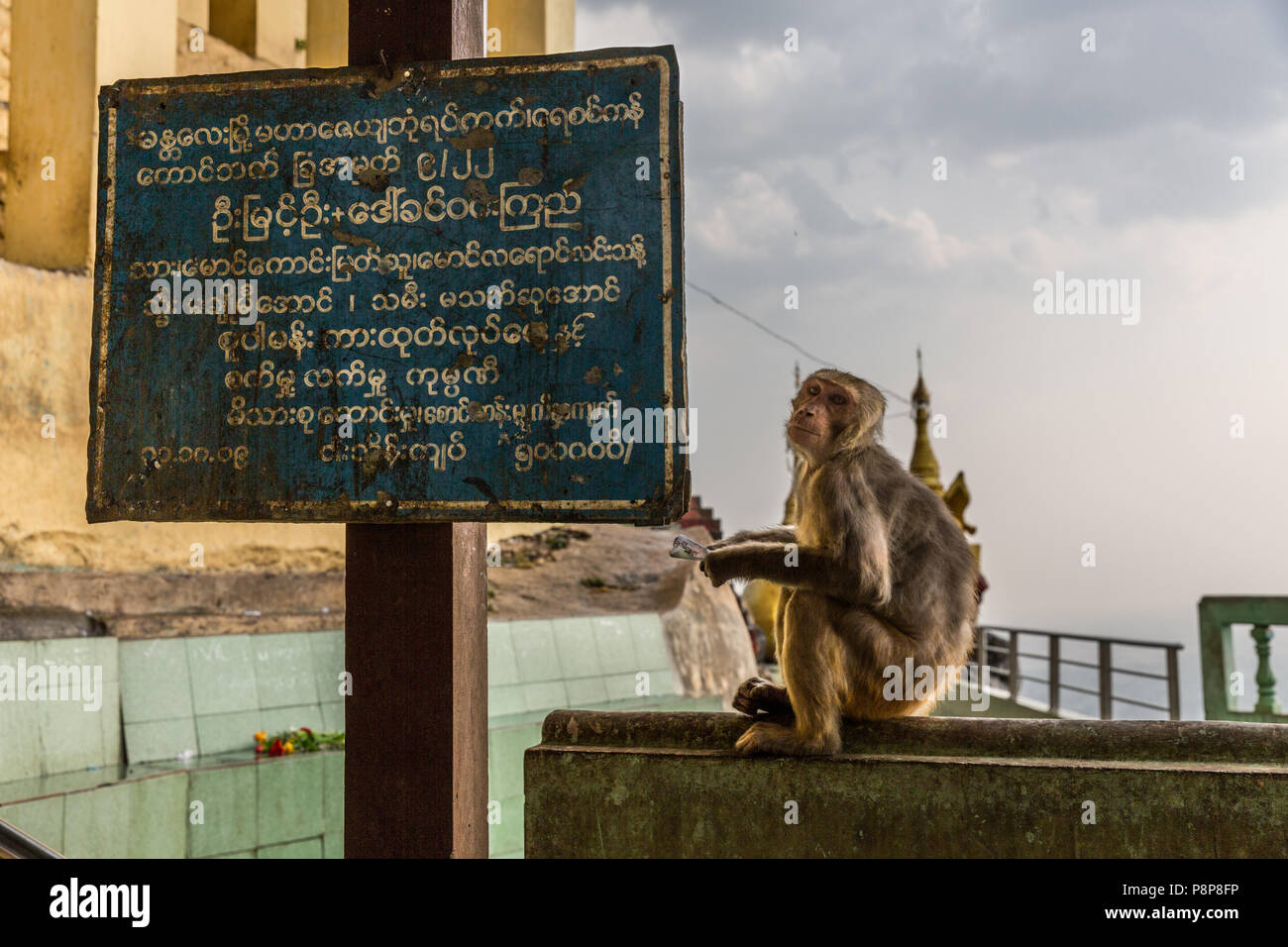 Monkey sitting by Sign at Mount Popa Monastery, Myanmar (Burma Stock ...