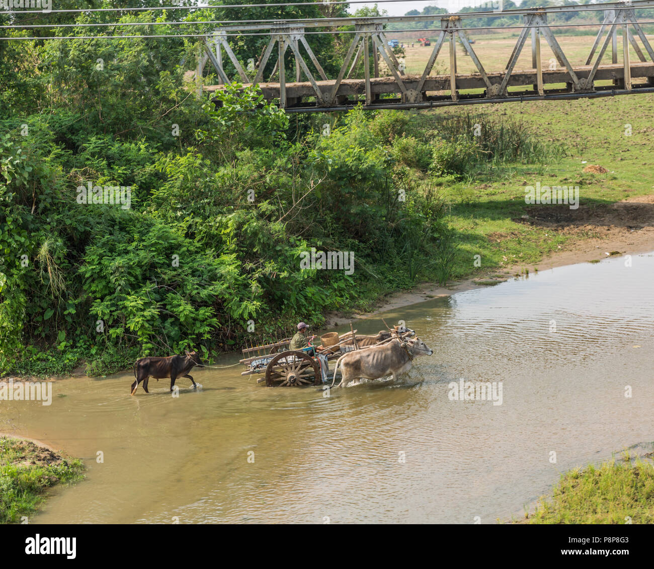 Cattle pulling a farmer and cart through a river, Myanmar (Burma Stock ...