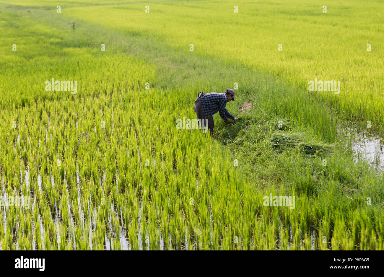 Farmer in bright green field, Myanmar (Burma Stock Photo - Alamy