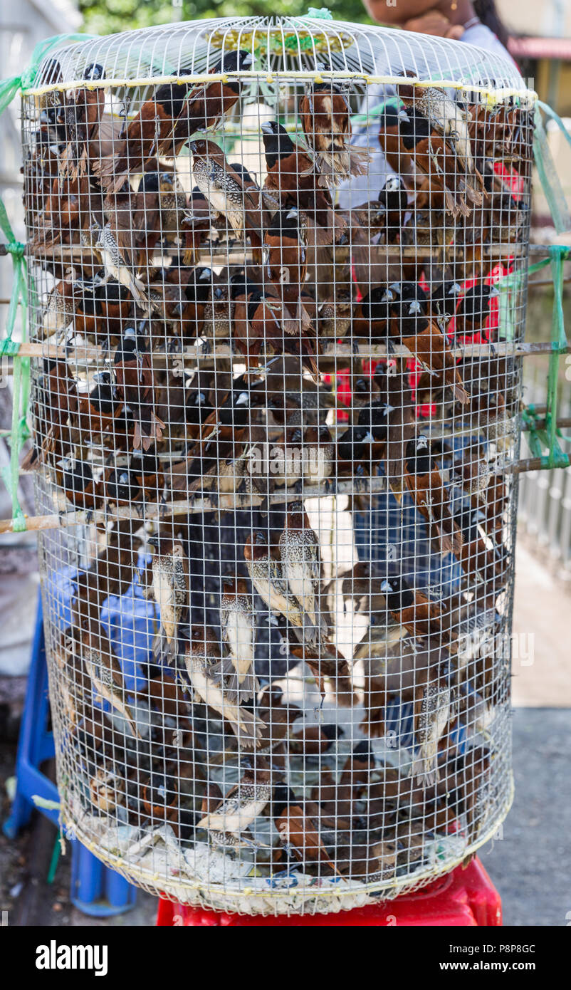 Birds of maha hi-res stock photography and images - Alamy