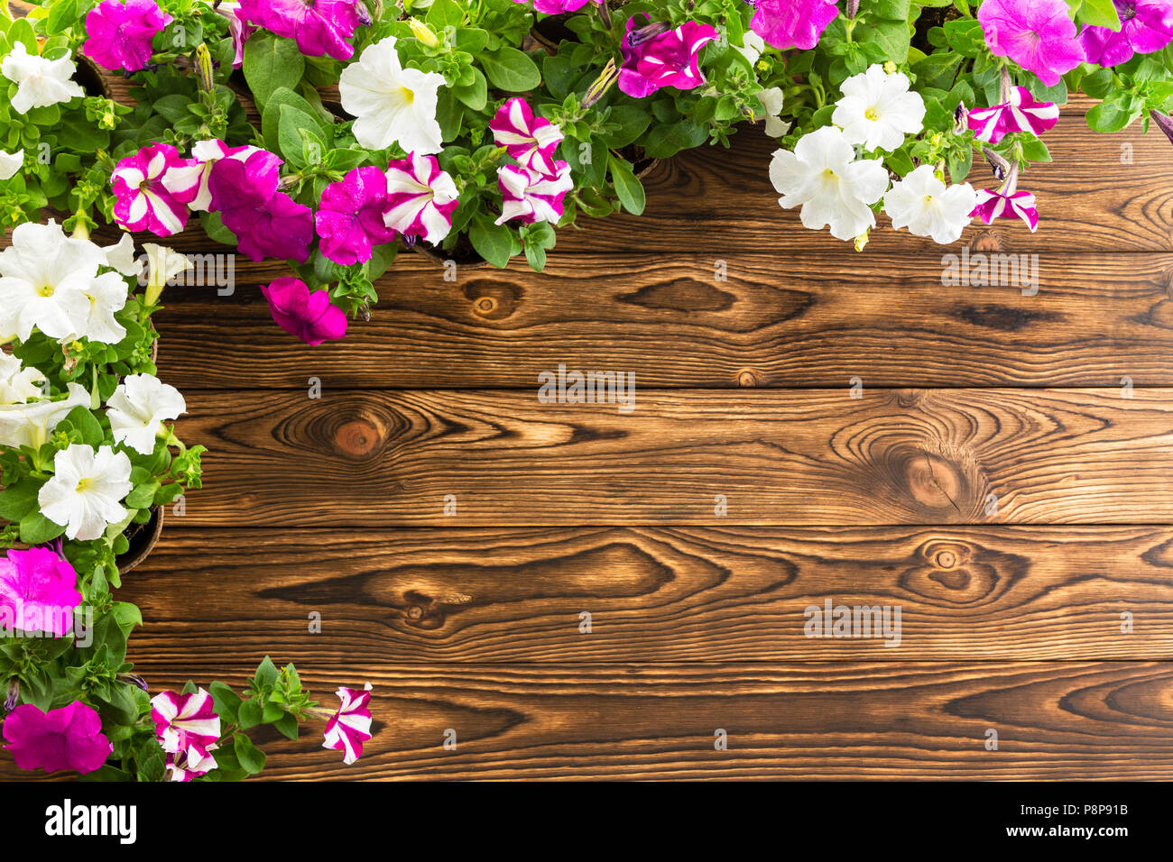 Corner border of colorful spring petunias in white and magenta with ...