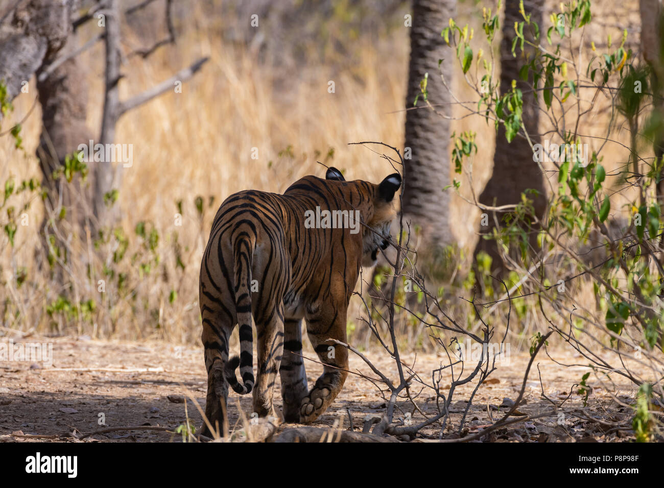 Tiger walking through Indian jungle Stock Photo - Alamy