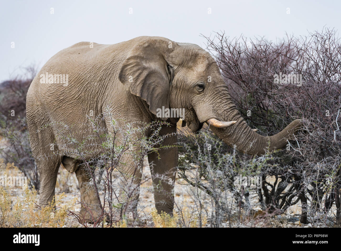 Large bull elephant grazing in bushes, Etosha, Namibia Stock Photo - Alamy