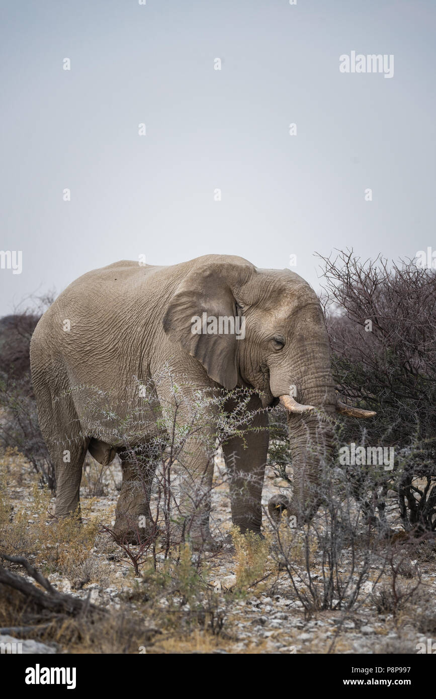 Large bull elephant grazing in bushes, Etosha, Namibia Stock Photo - Alamy