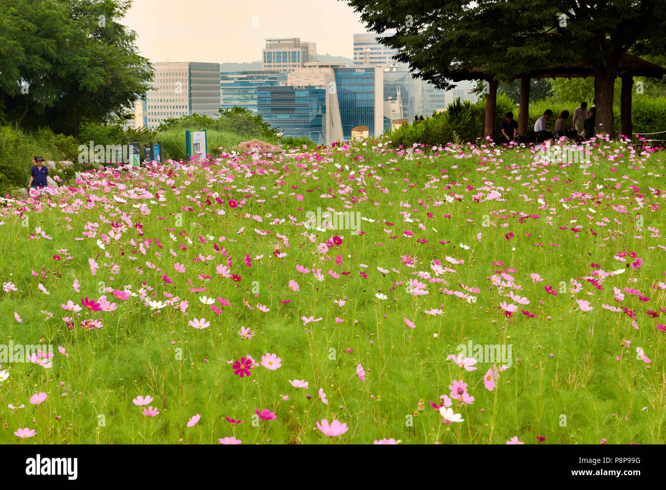 Flowery field in Haneul Park with modern buildings in the background ...