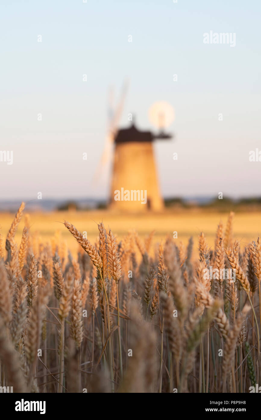 Windmill wheat field hi-res stock photography and images - Alamy
