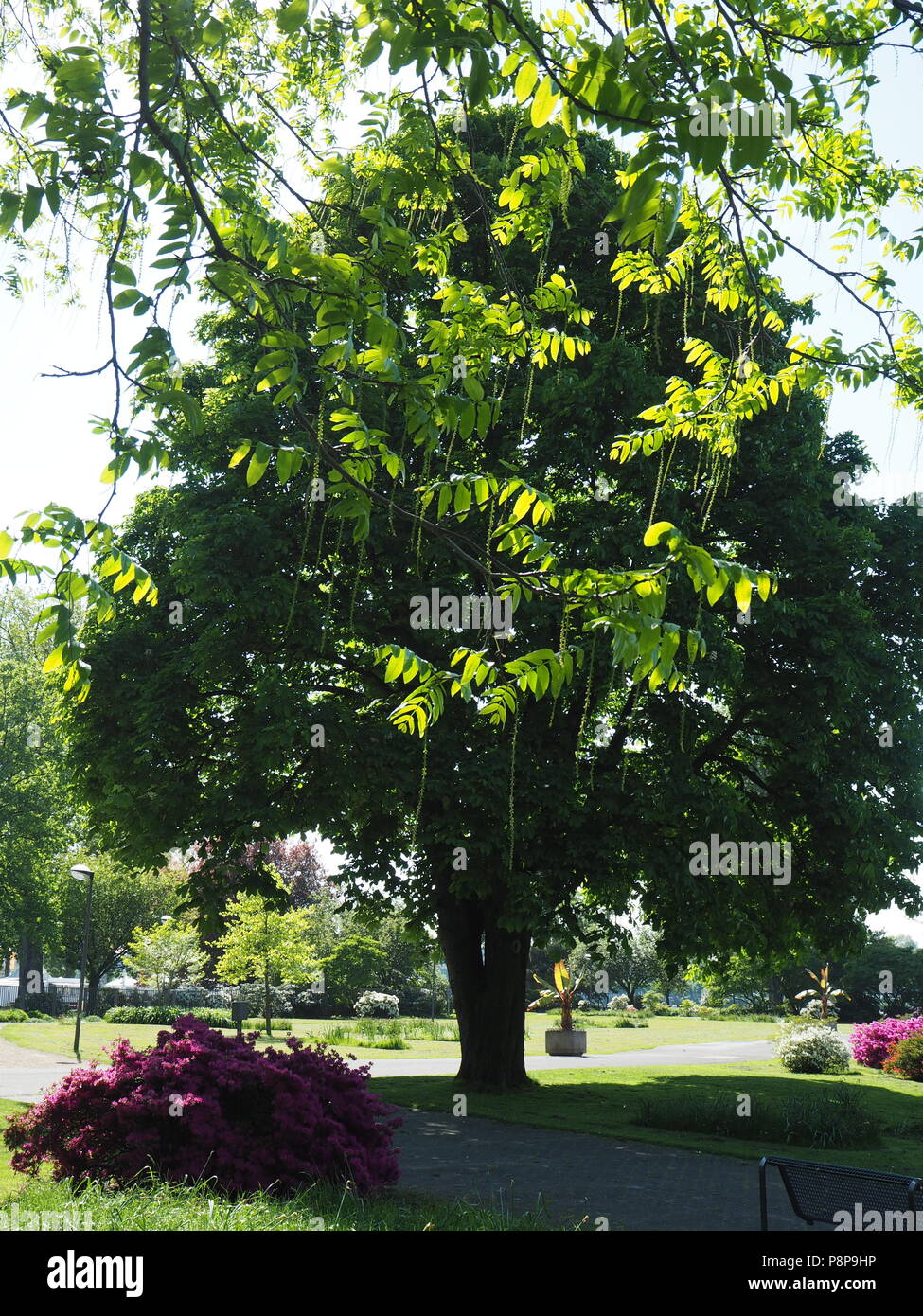 Green tree and pink bush in a park Stock Photo - Alamy