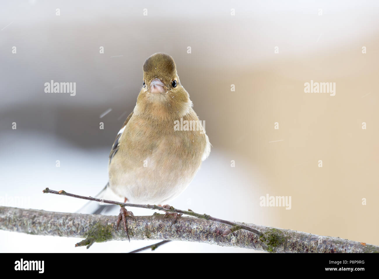 Little bird claws hi-res stock photography and images - Alamy