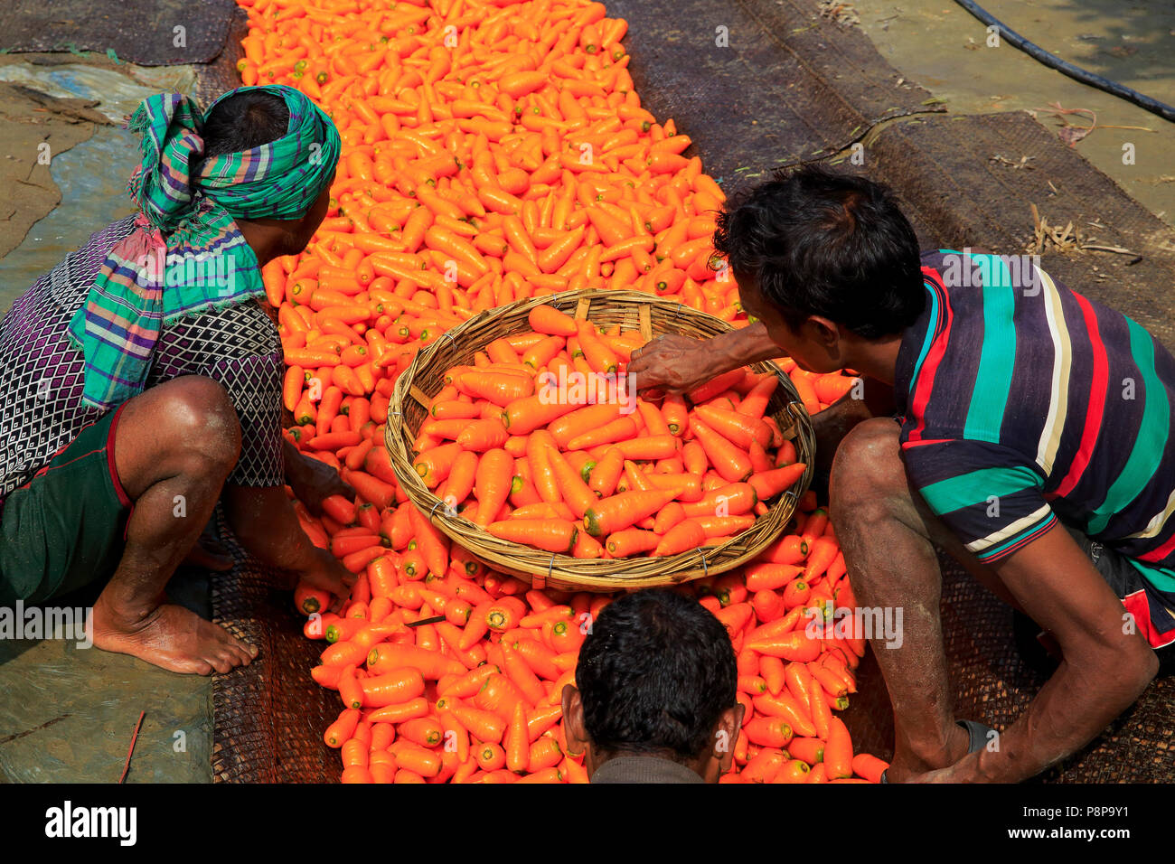 Cleaning carrots after harvesting from field. Manikganj, Bangladesh ...