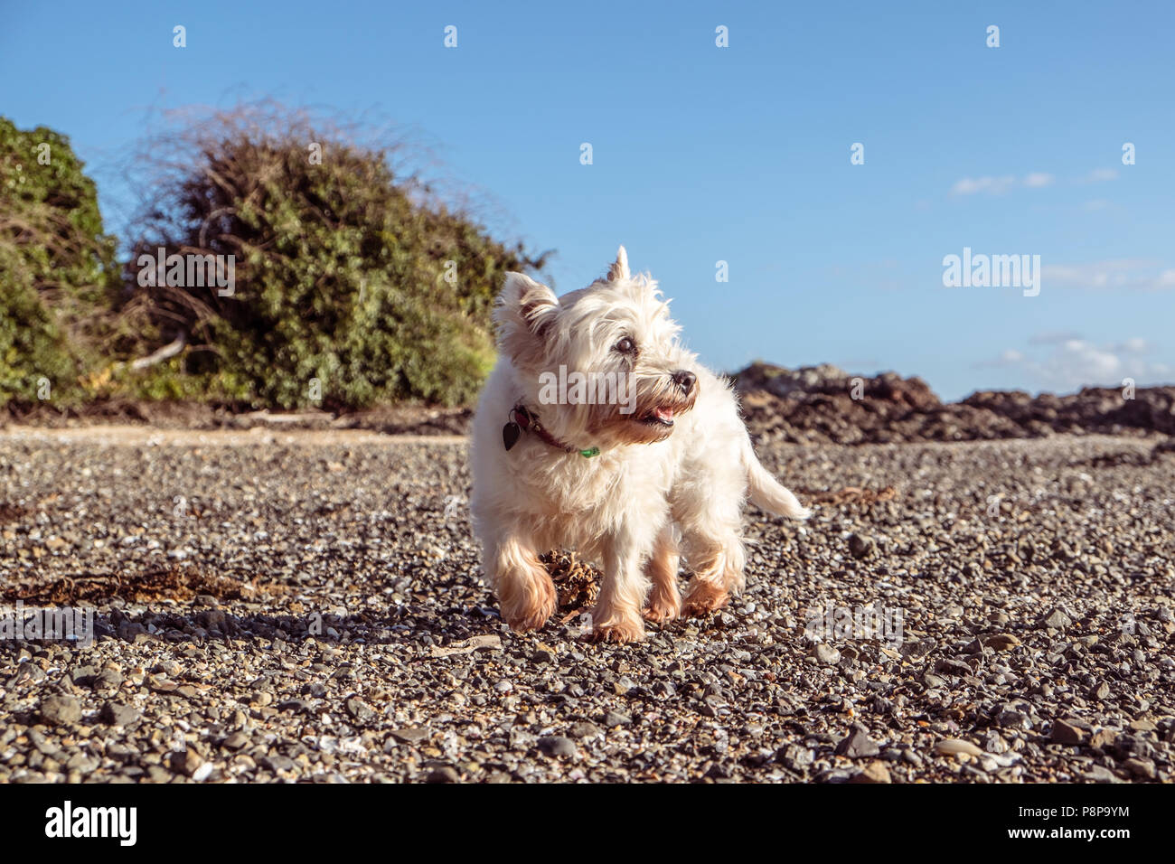 Healthy senior dog exploring shingle beach with shells and pebbles ...