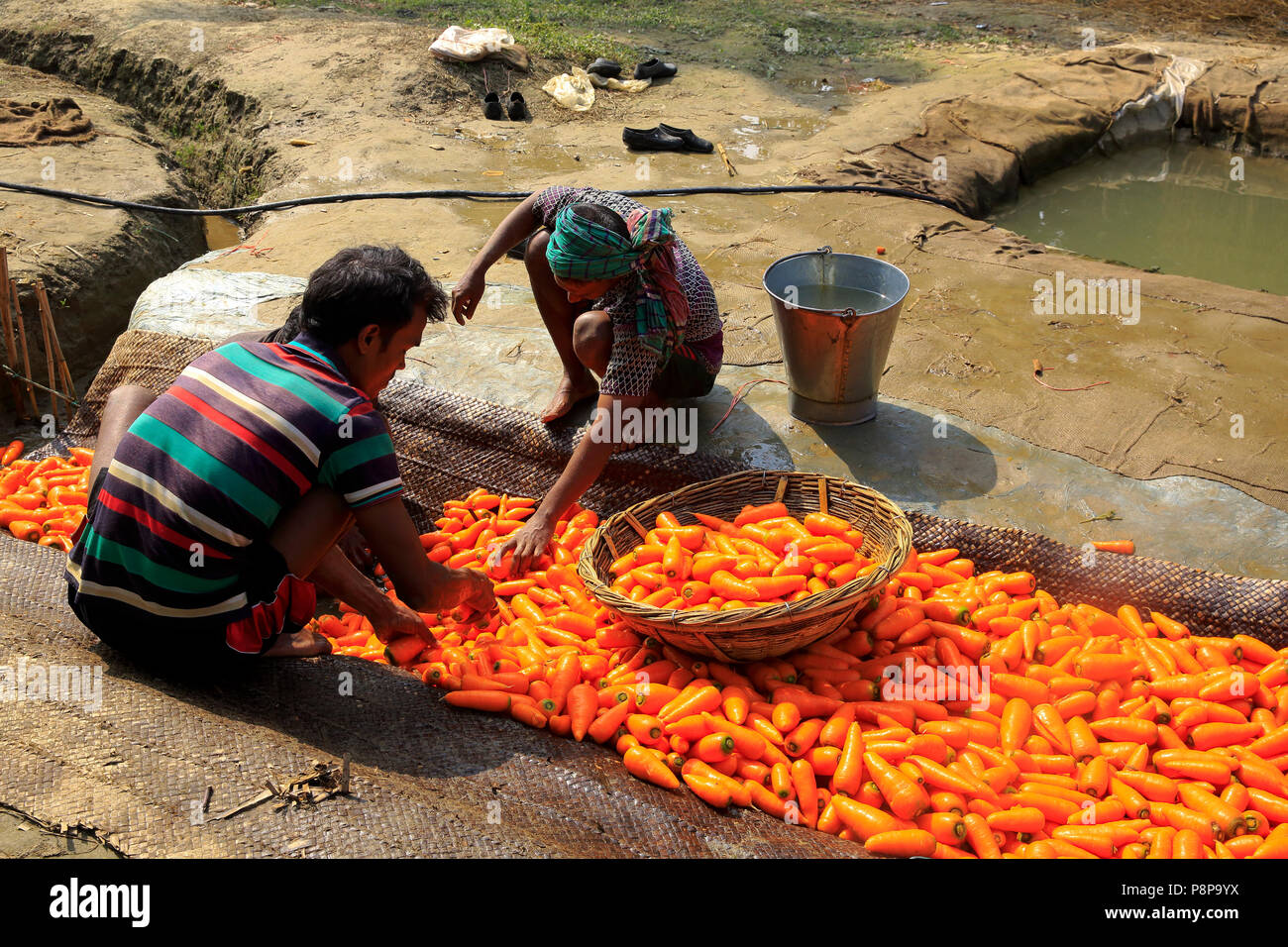 Cleaning carrots after harvesting from field. Manikganj, Bangladesh ...