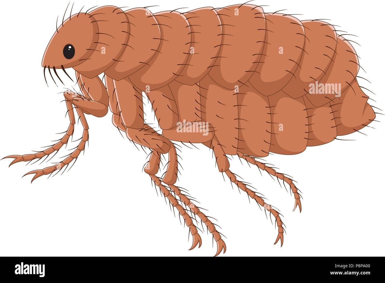 Cartoon flea isolated on white background Stock Vector Image & Art - Alamy
