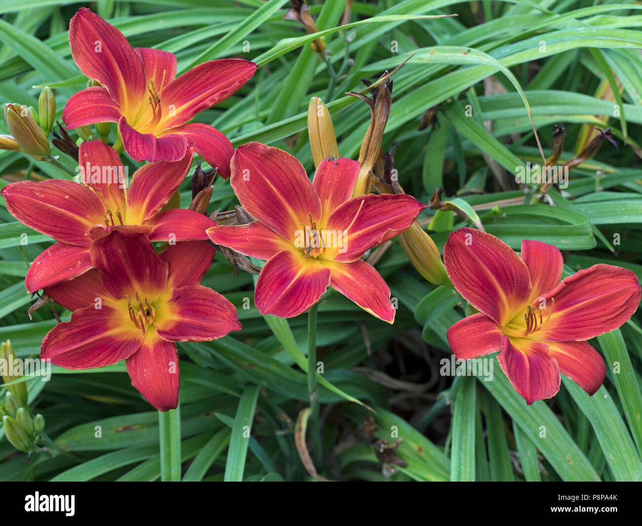 Buzz bomb hi-res stock photography and images - Alamy