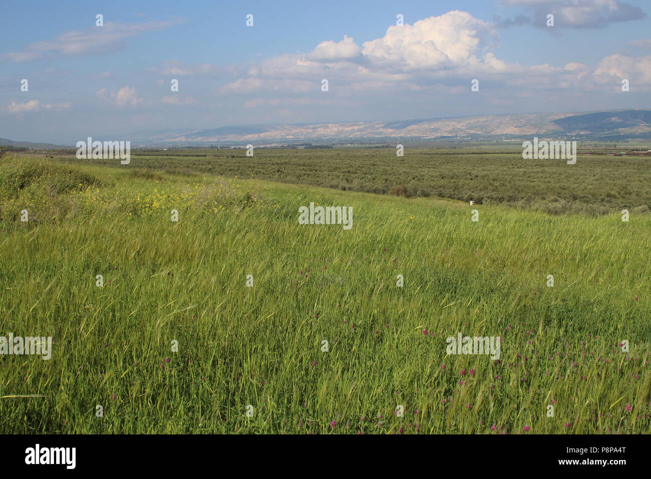 green wehat field in israel Stock Photo - Alamy