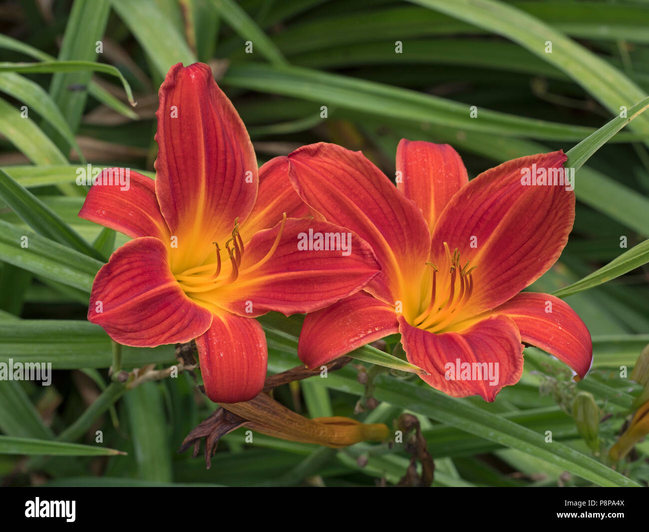 Buzz bomb hi-res stock photography and images - Alamy