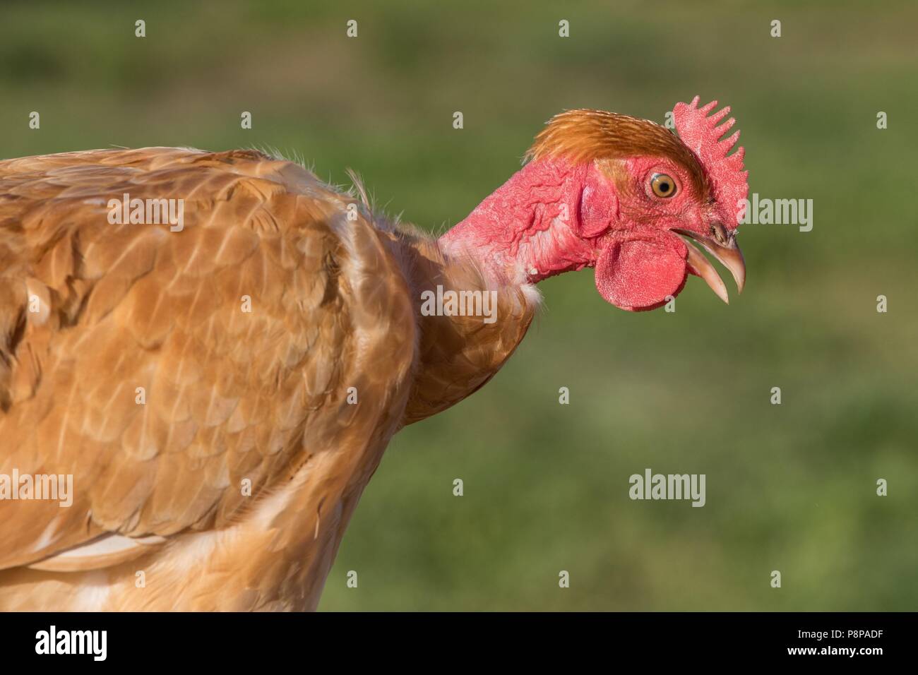 Tete de poule hi-res stock photography and images - Alamy