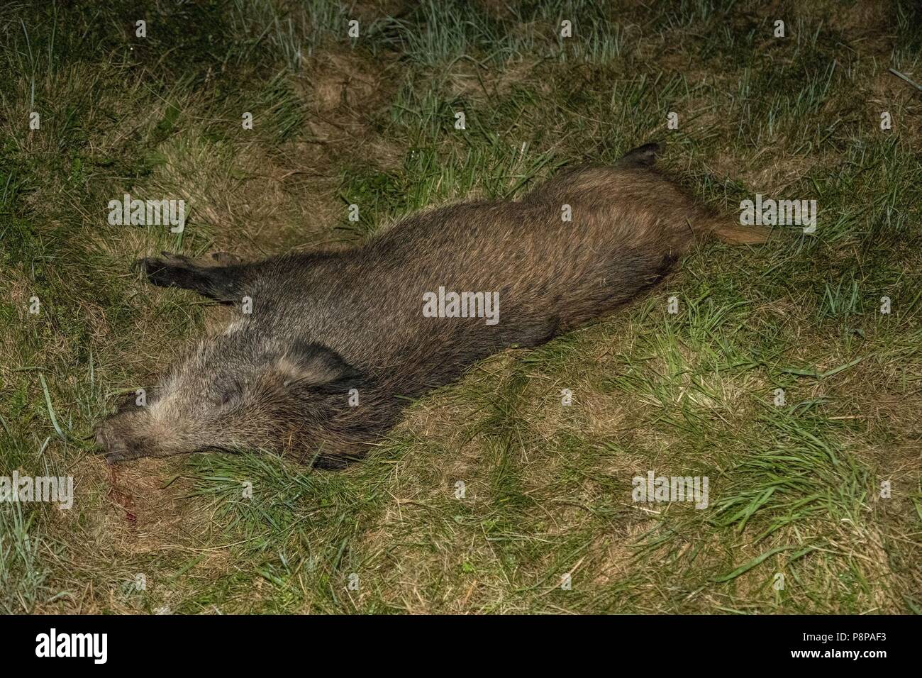 Boar road france hi-res stock photography and images - Alamy
