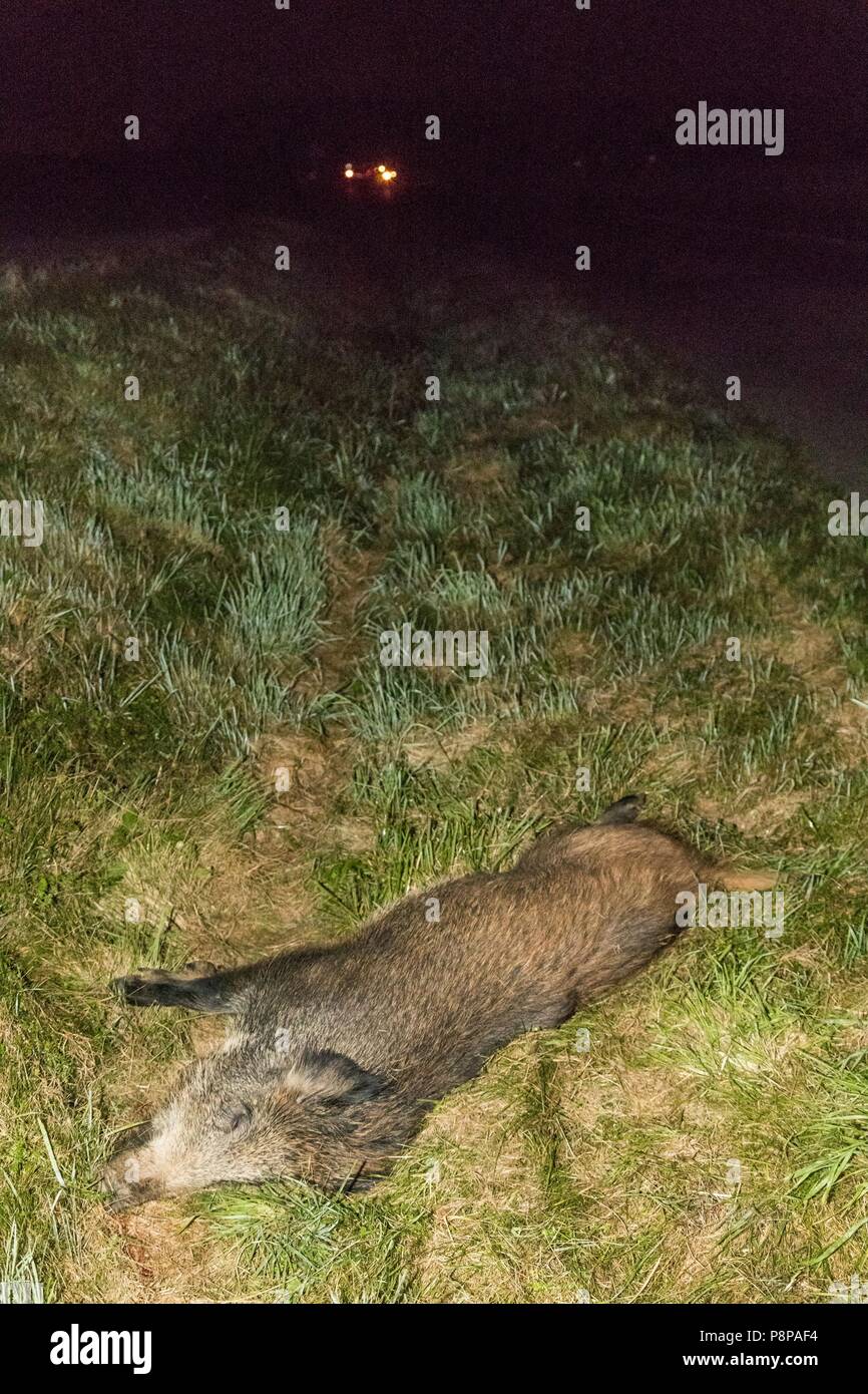 Dead boar hi-res stock photography and images - Alamy