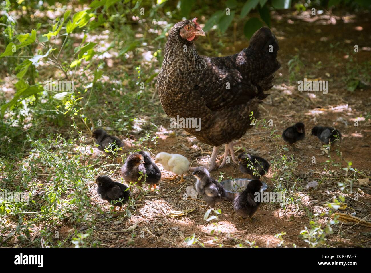 HEN AND CHICKS Stock Photo - Alamy