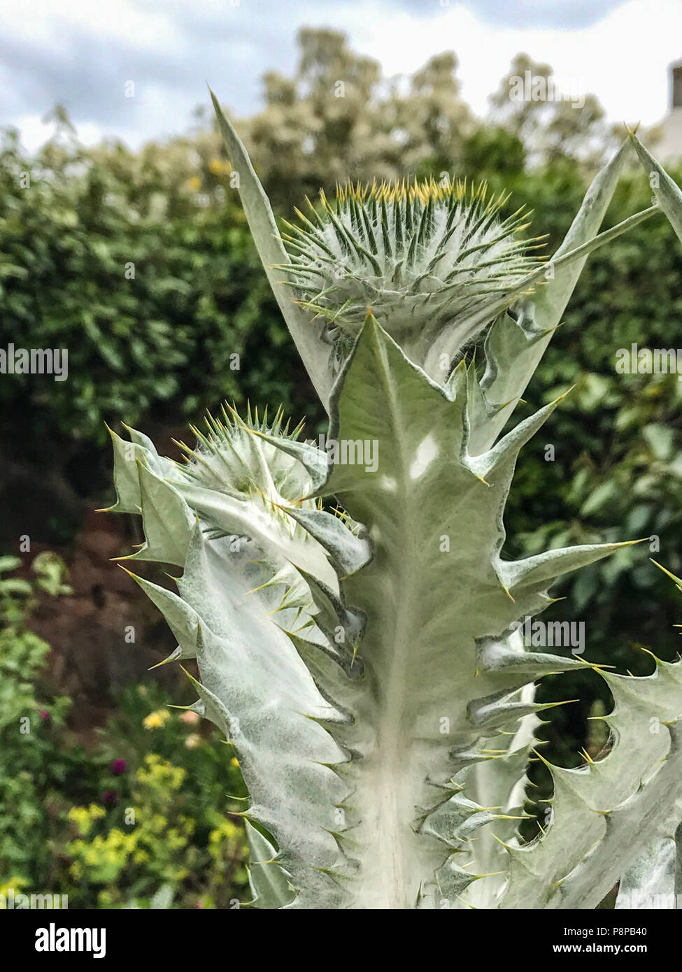 Large thistle hi-res stock photography and images - Alamy