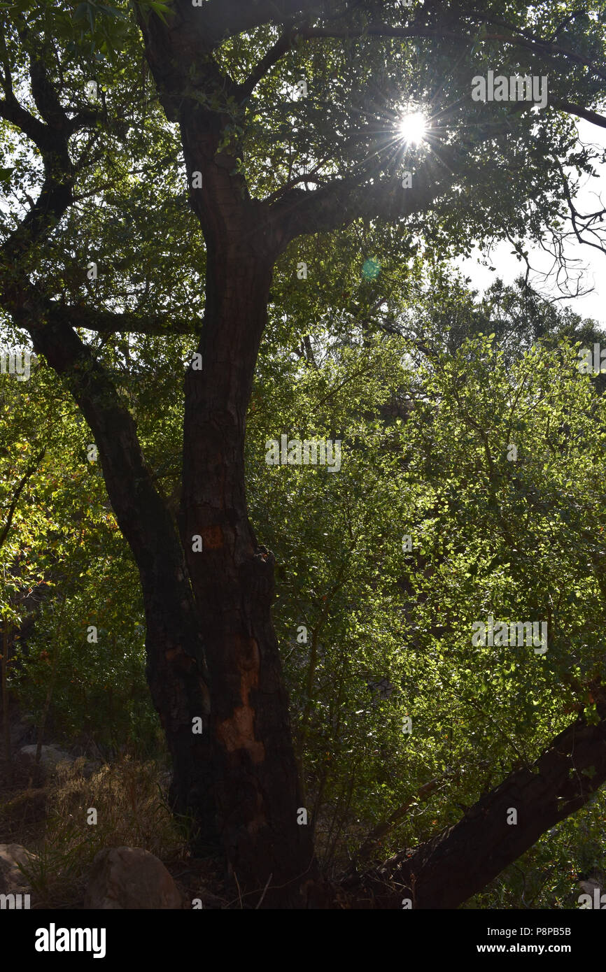 Sun shining through a burned tree showing signs of life Stock Photo - Alamy